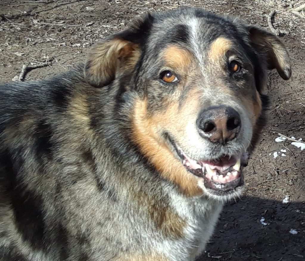 Yoki | Animal Placement Bureau