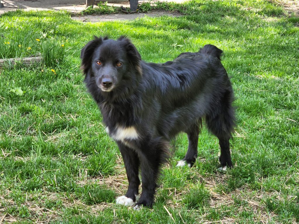 Meet Our Dogs | Animal Placement Bureau