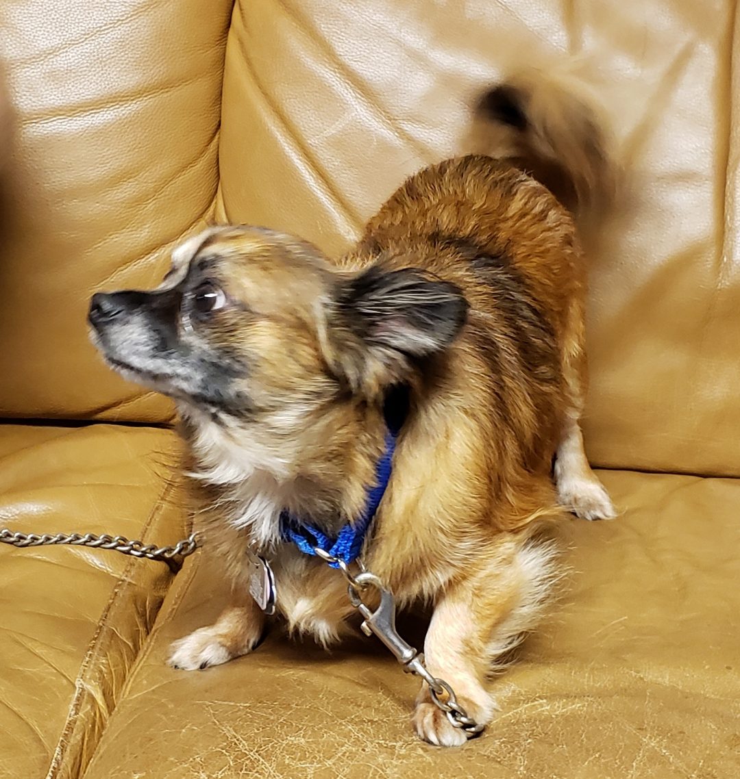 Meet Our Dogs | Animal Placement Bureau