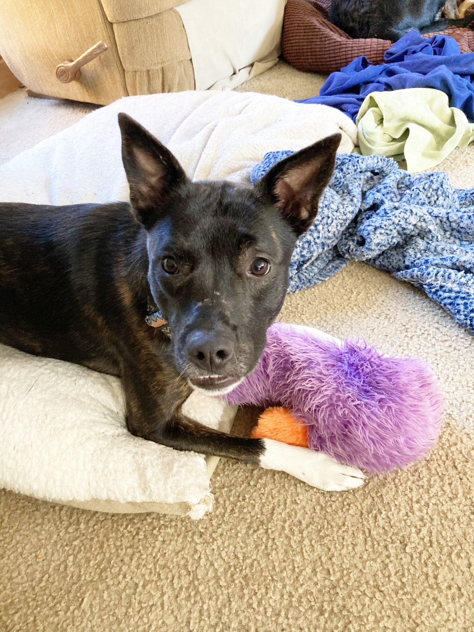 Meet Our Dogs | Animal Placement Bureau