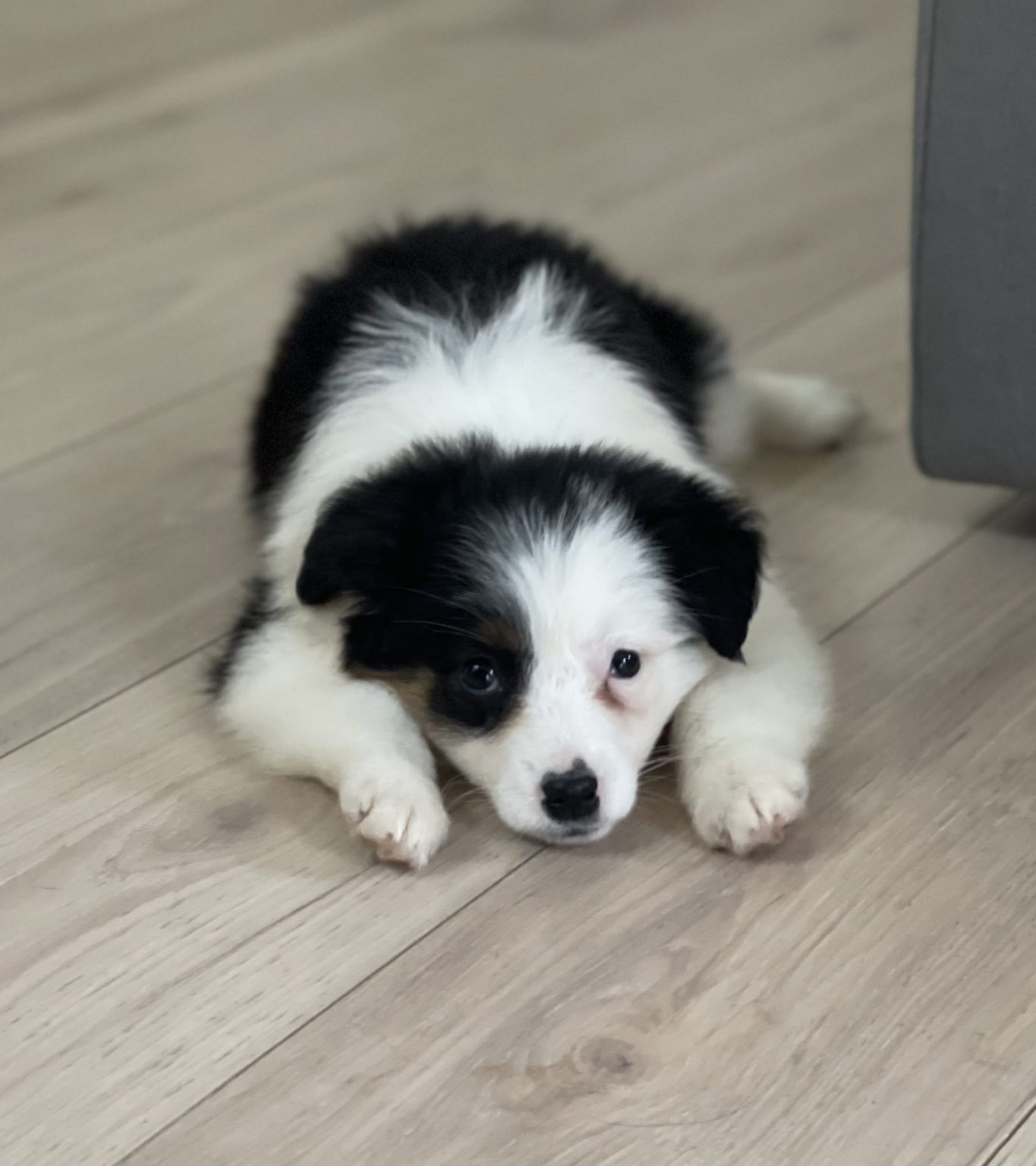 Meet Our Dogs | Animal Placement Bureau