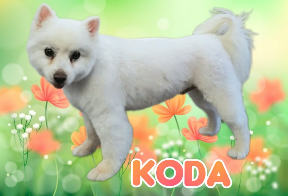 Meet Our Dogs | Animal Placement Bureau