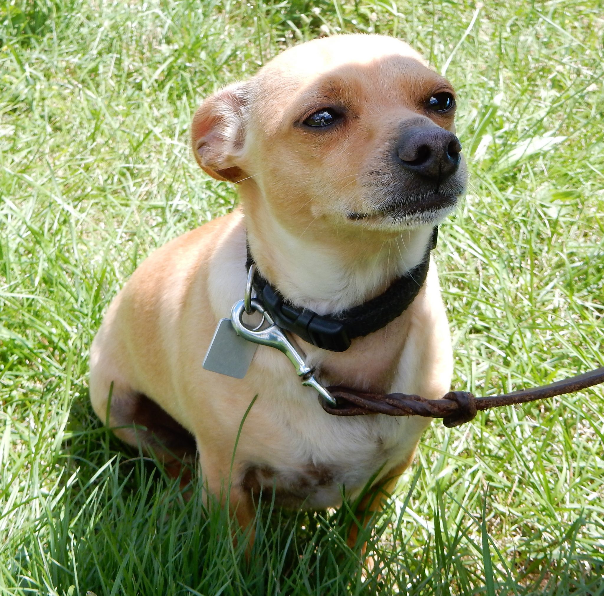 Meet Our Dogs | Animal Placement Bureau