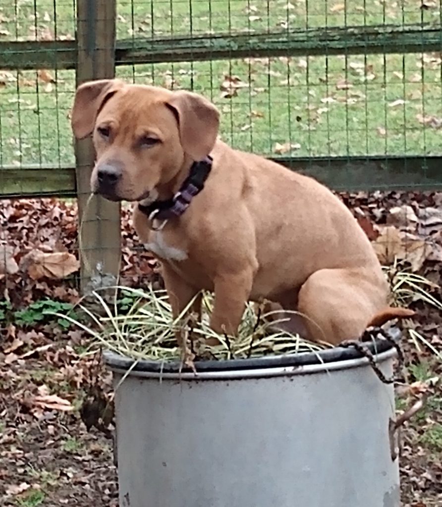 Bully Breeds | Animal Placement Bureau