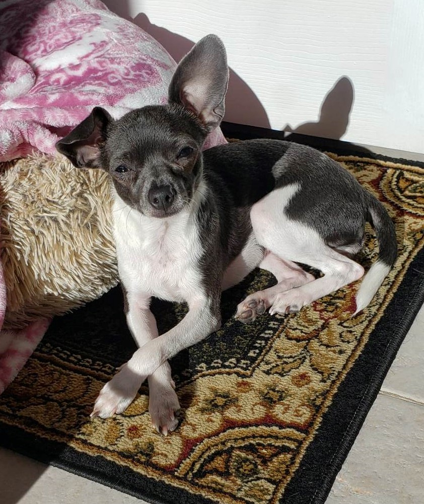 Meet Our Dogs | Animal Placement Bureau