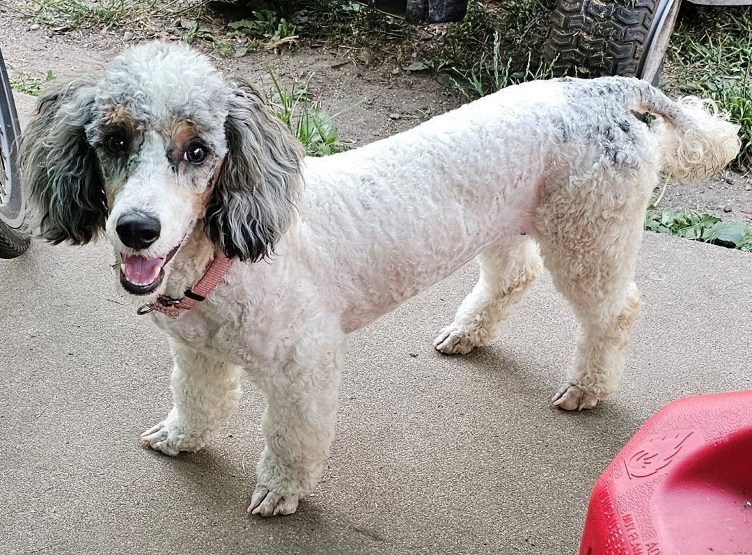 Meet Our Dogs | Animal Placement Bureau