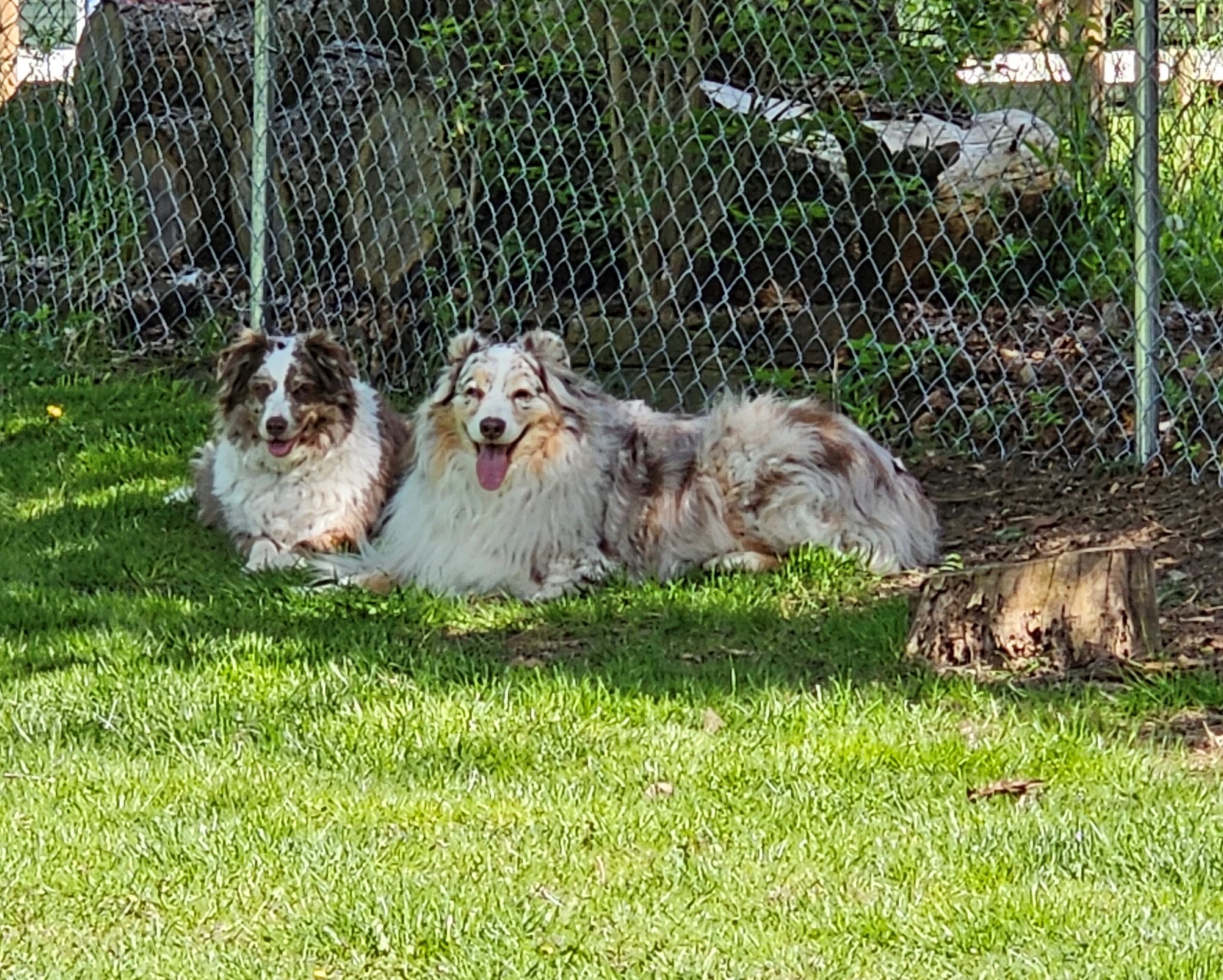 Meet Our Dogs | Animal Placement Bureau