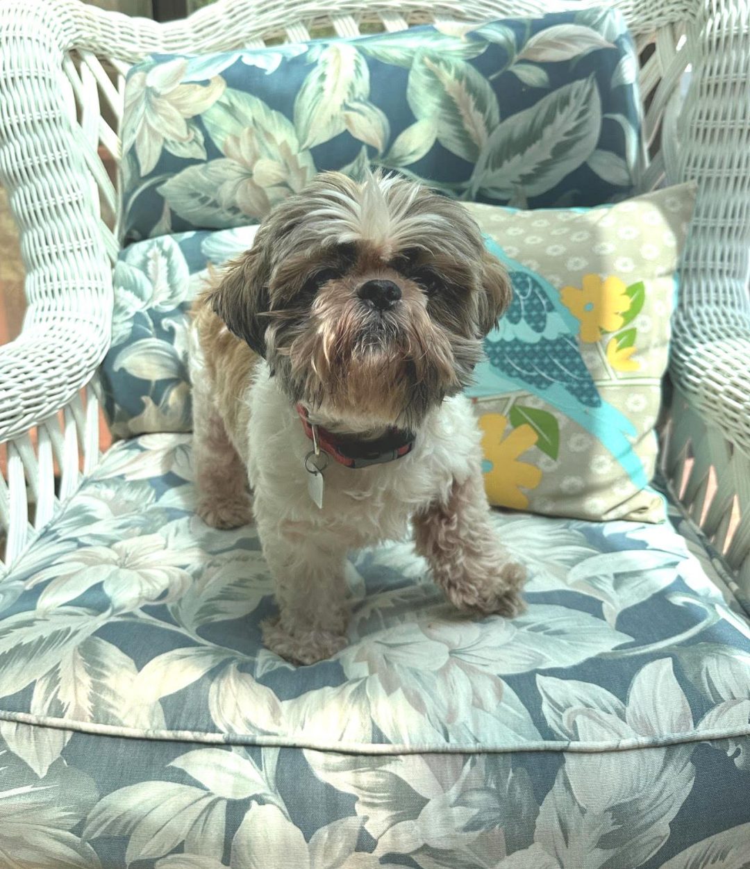 Meet Our Dogs | Animal Placement Bureau