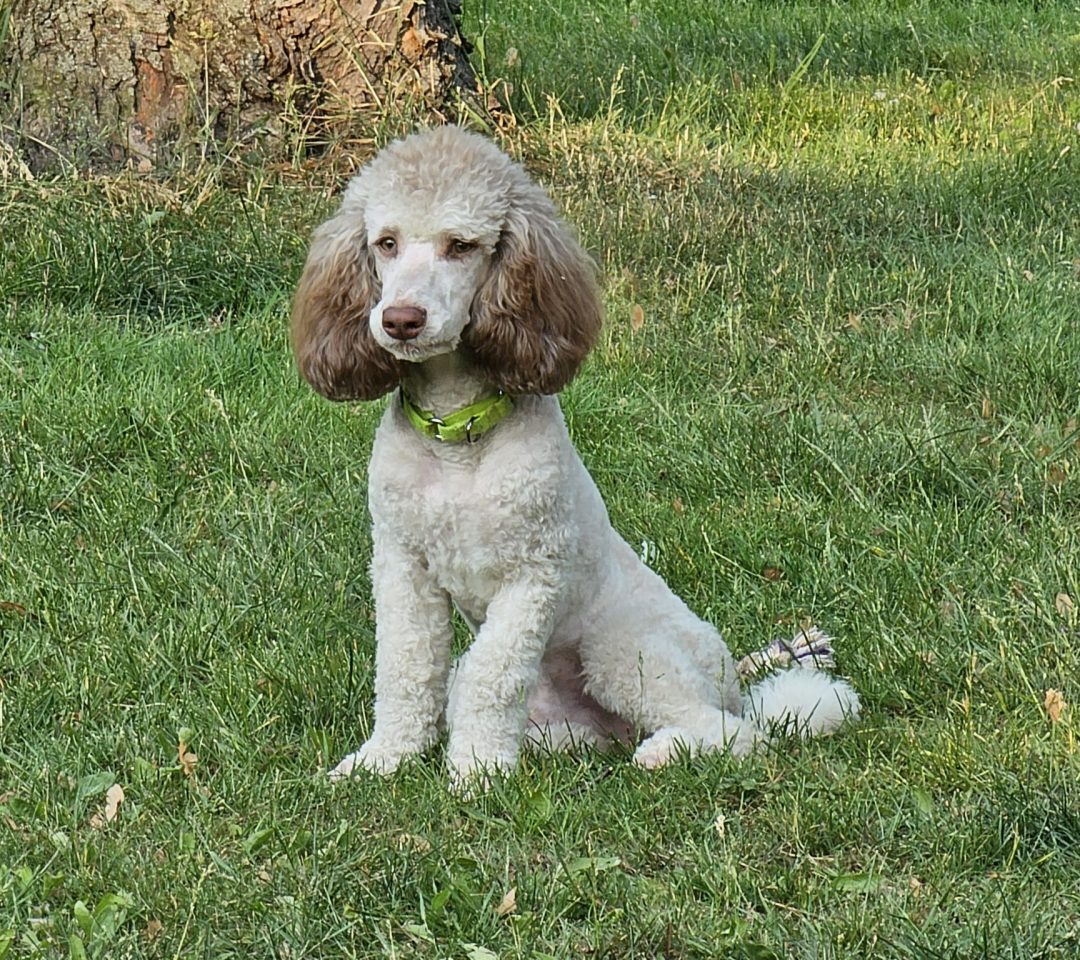 Meet Our Dogs | Animal Placement Bureau