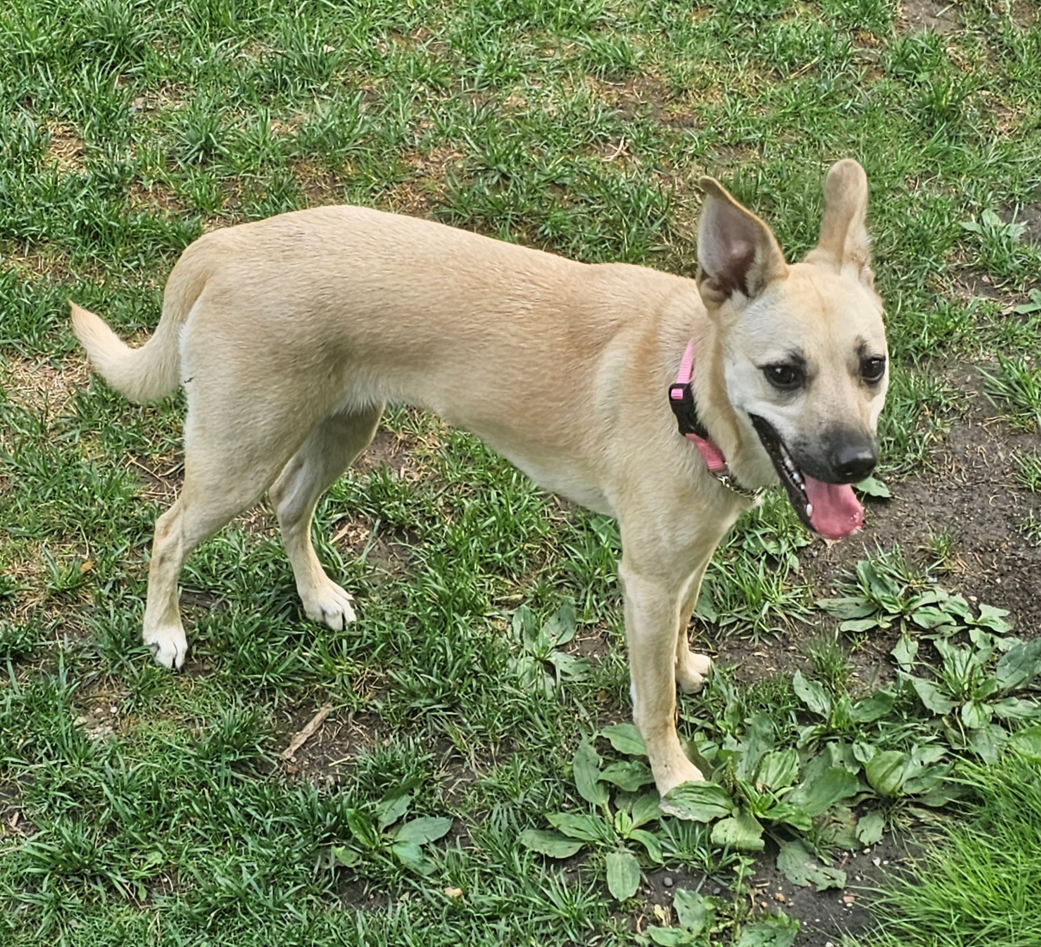 Meet Our Dogs | Animal Placement Bureau