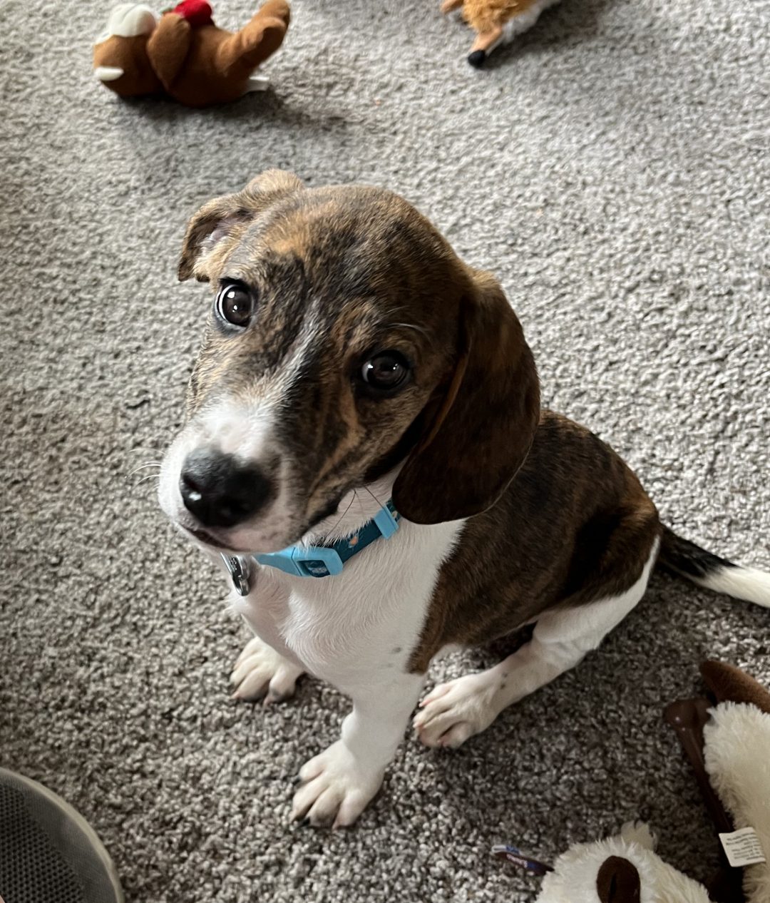 Meet Our Dogs | Animal Placement Bureau