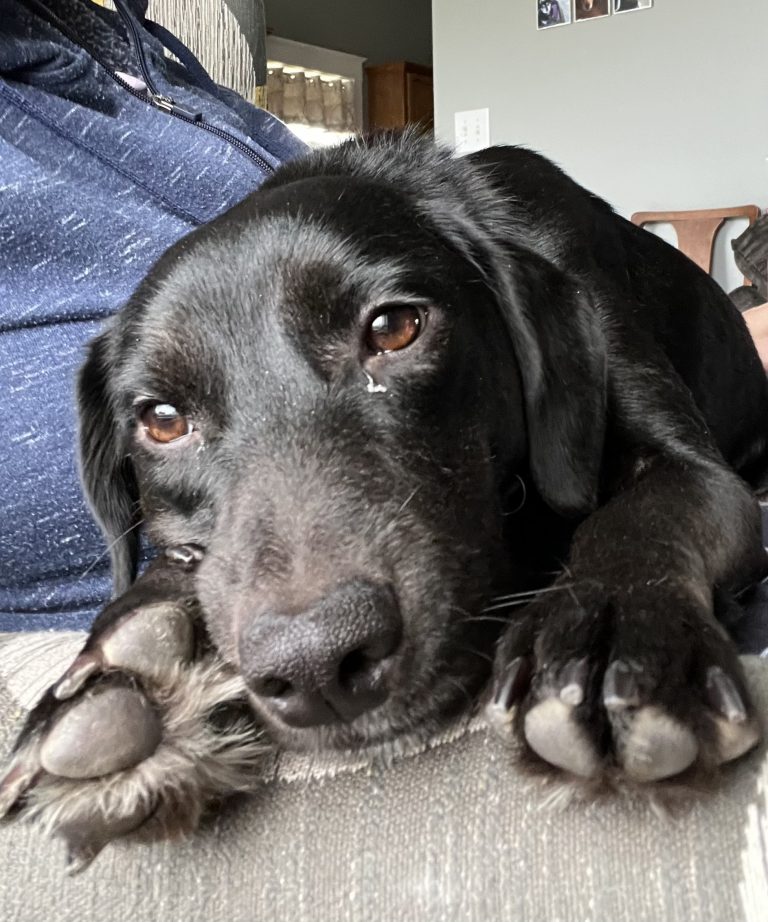 Meet Our Dogs | Animal Placement Bureau