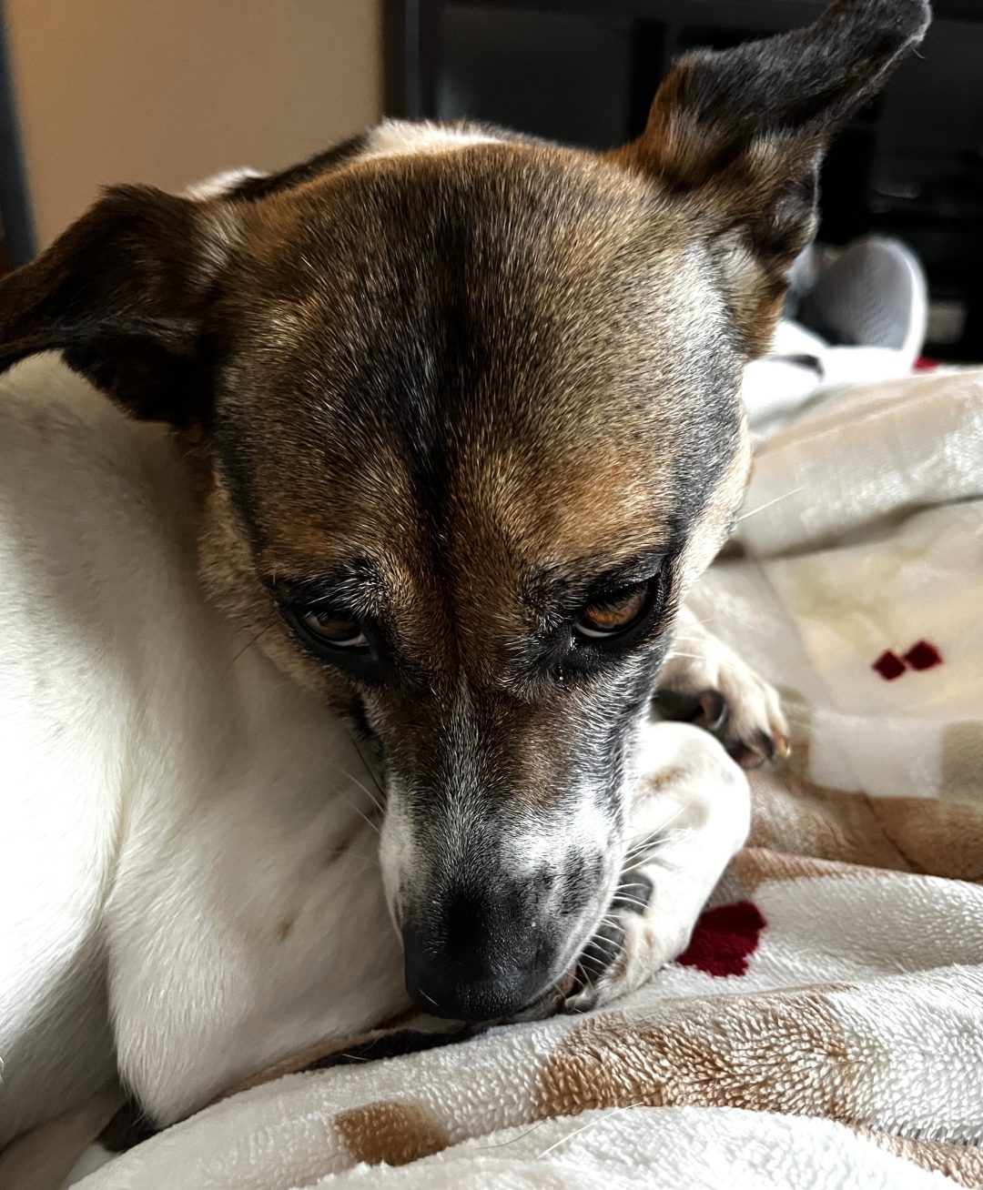 Meet Our Dogs | Animal Placement Bureau