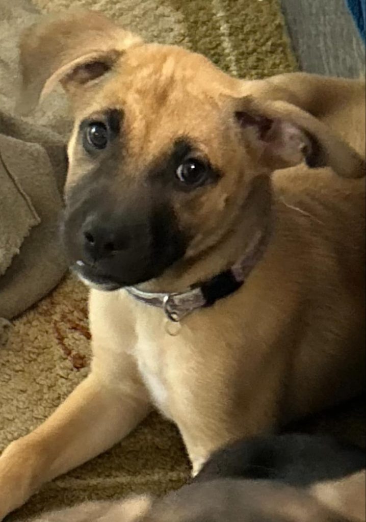 Meet Our Dogs | Animal Placement Bureau