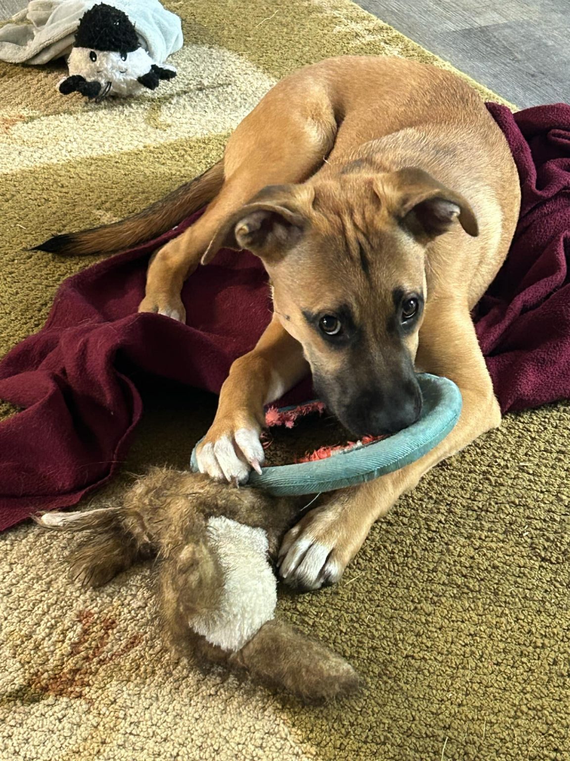 Meet Our Dogs | Animal Placement Bureau