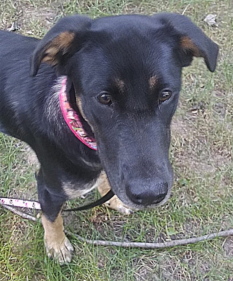 Meet Our Dogs | Animal Placement Bureau