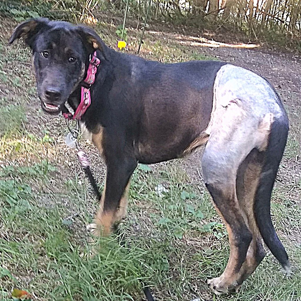 Meet Our Dogs | Animal Placement Bureau