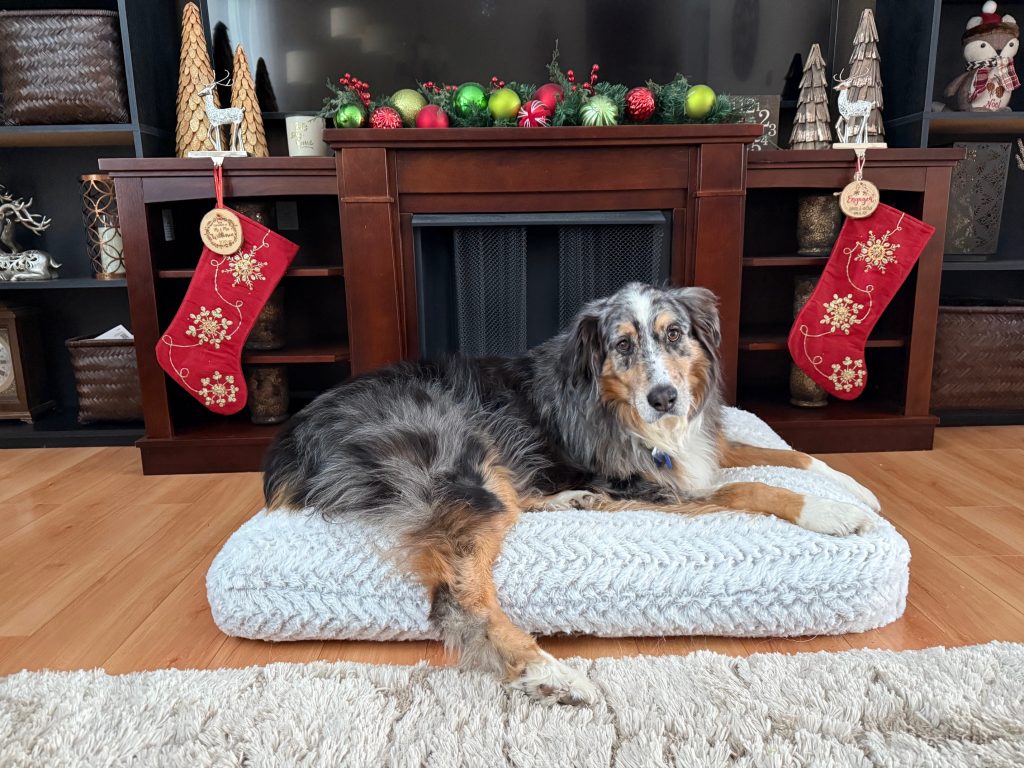 Meet Our Dogs | Animal Placement Bureau