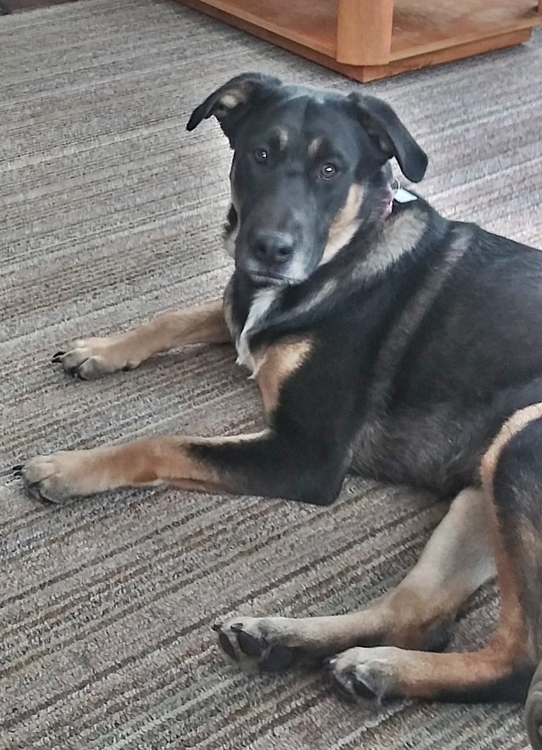 Meet Our Dogs | Animal Placement Bureau