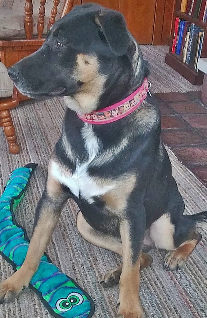 Meet Our Dogs | Animal Placement Bureau